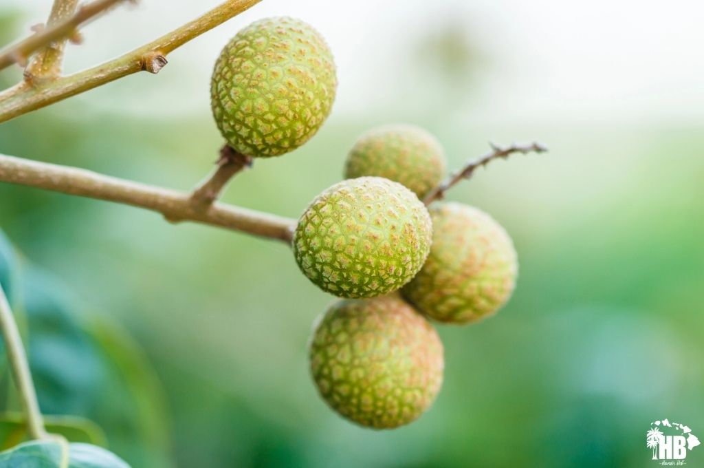 22 Hawaiian Fruits To Try In Hawaii And Where To Find Them